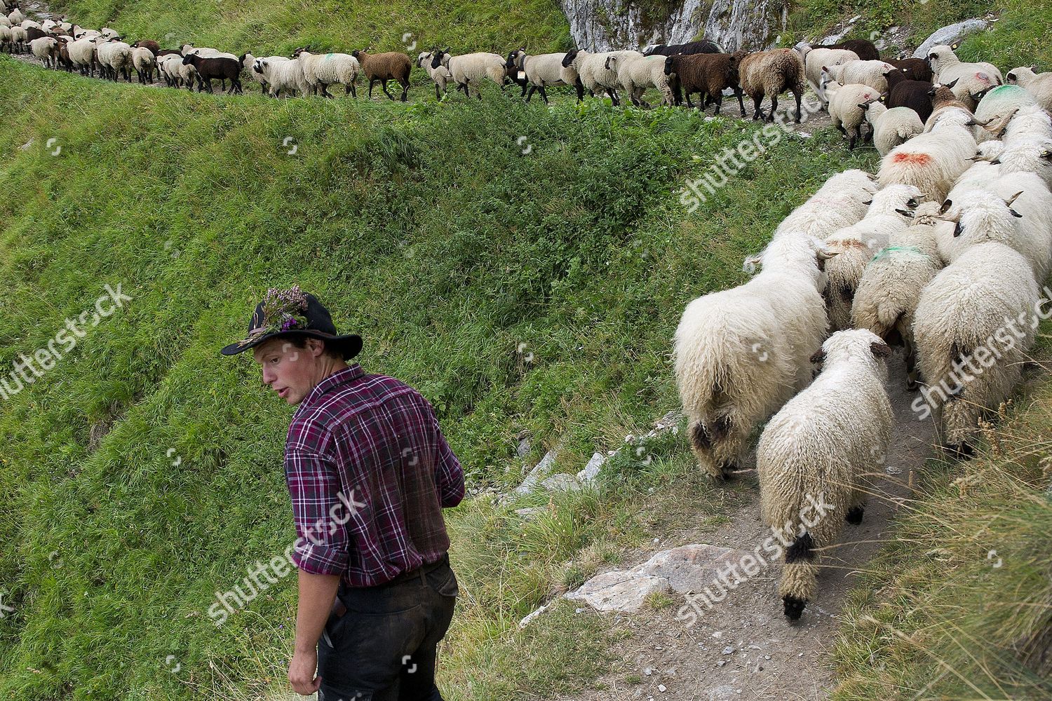 Flock Sheep Climb Cliff Path On Editorial Stock Photo - Stock Image ...