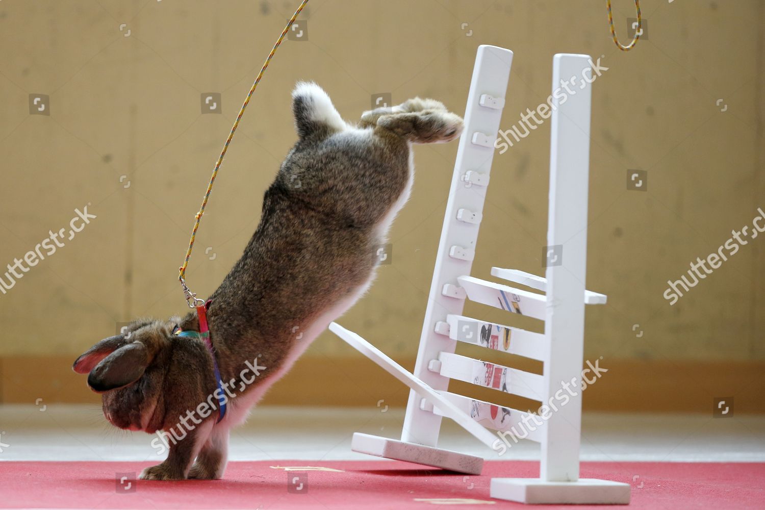 Rabbit Jumps Over Obstacle During Rabbit Editorial Stock Photo - Stock ...