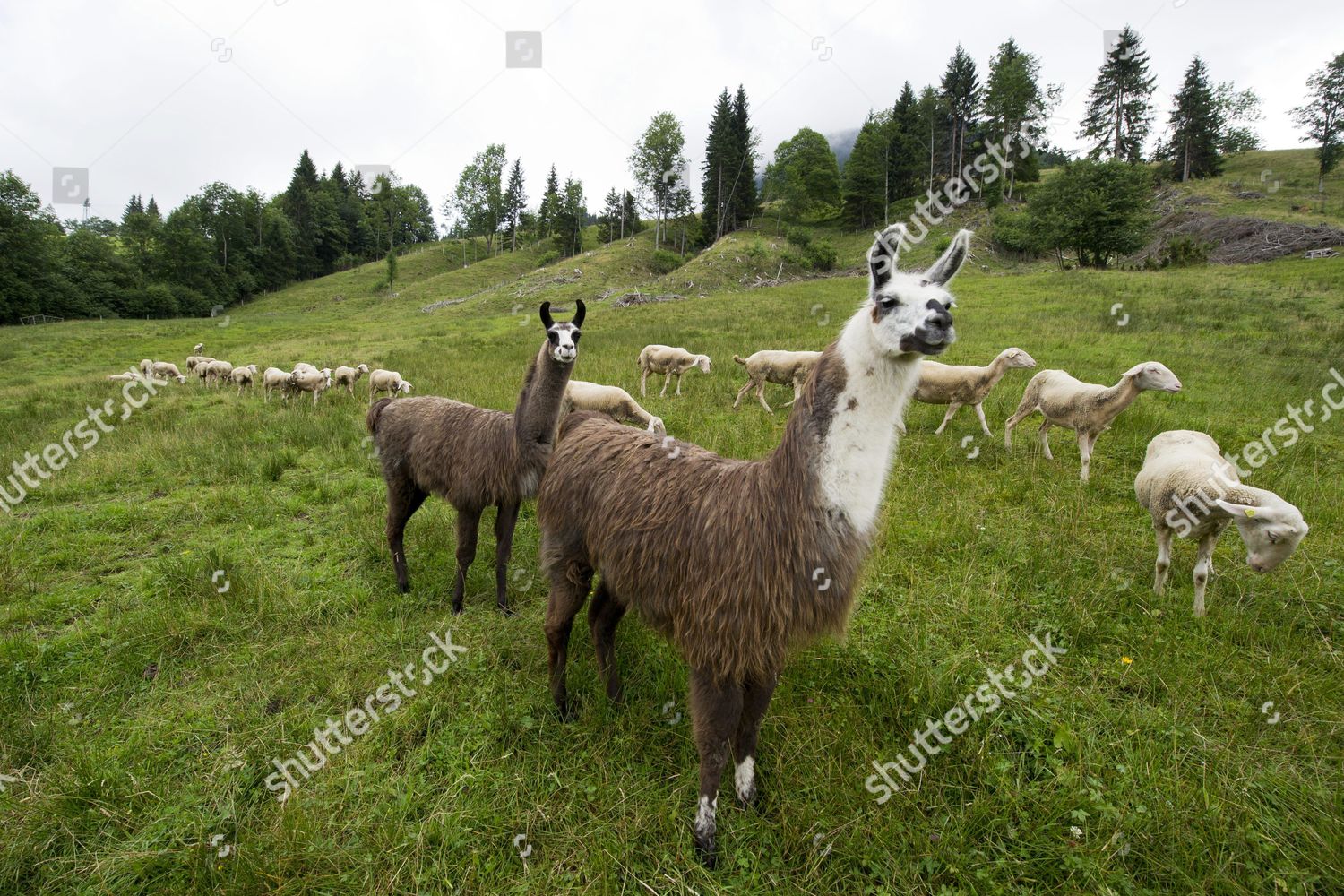 Llamas Guard Flock Lacaune Sheeps On Editorial Stock Photo - Stock ...