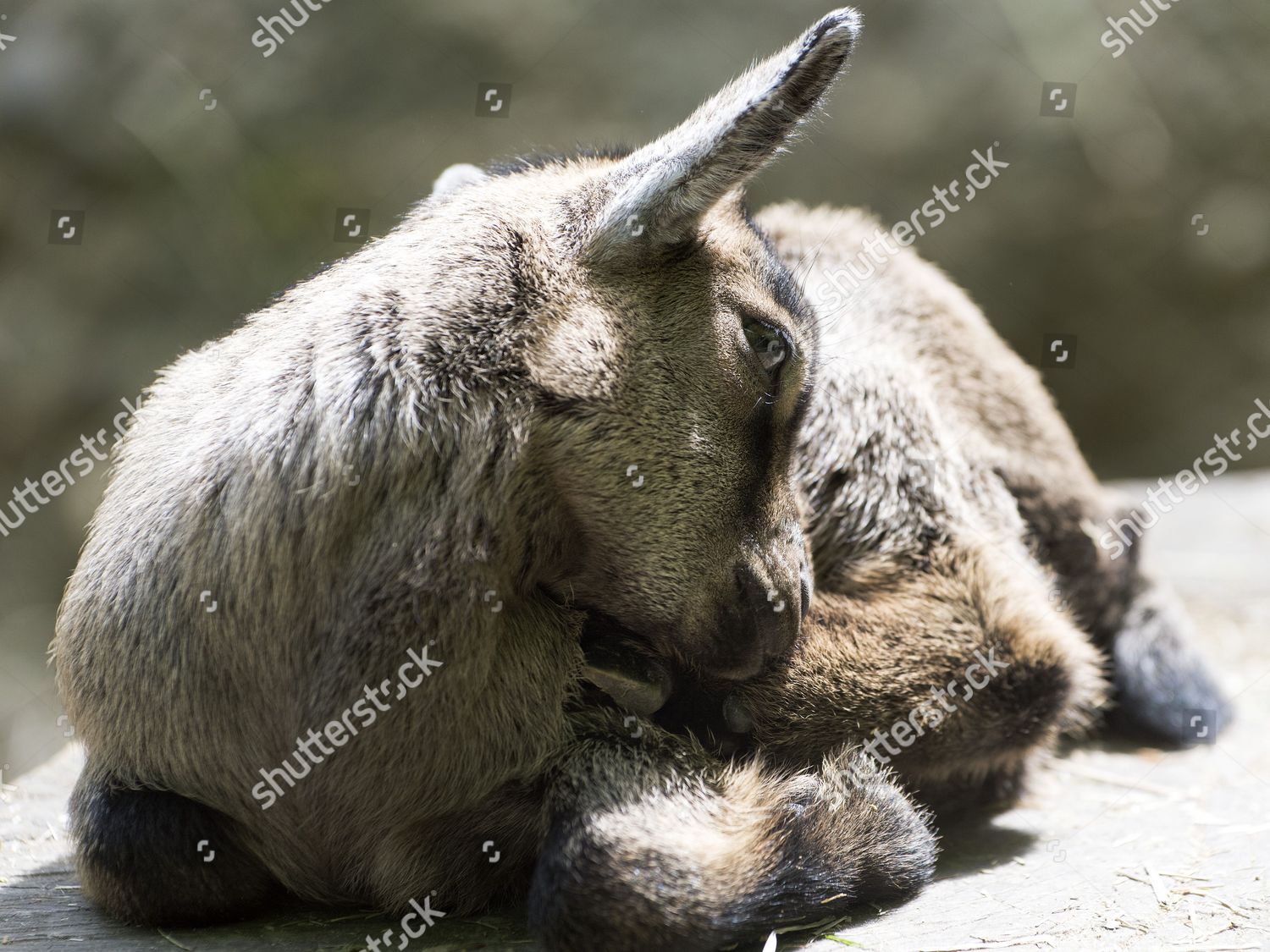 Young Dwarf Goat Capra Pigmea Pictured Editorial Stock Photo - Stock ...