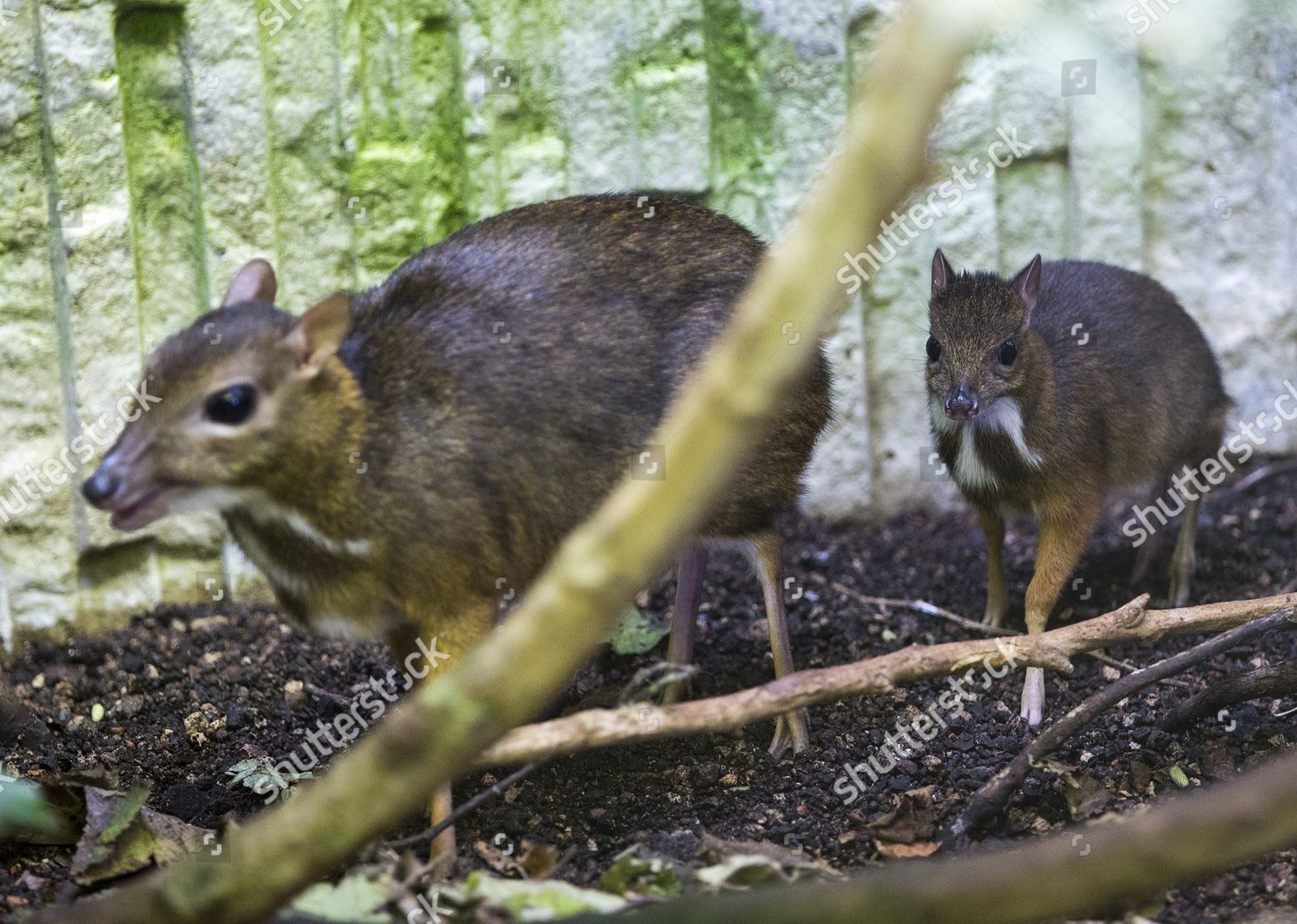 20dayold Java Mousedeer Tragulus Javanicus R Editorial Stock Photo ...