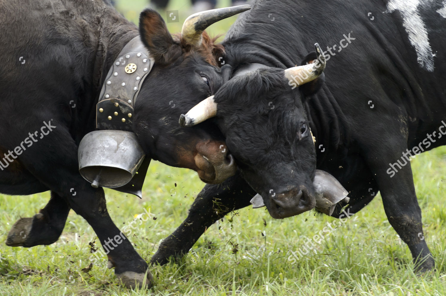 Two Cows Fight During Traditional Combats Editorial Stock Photo - Stock ...