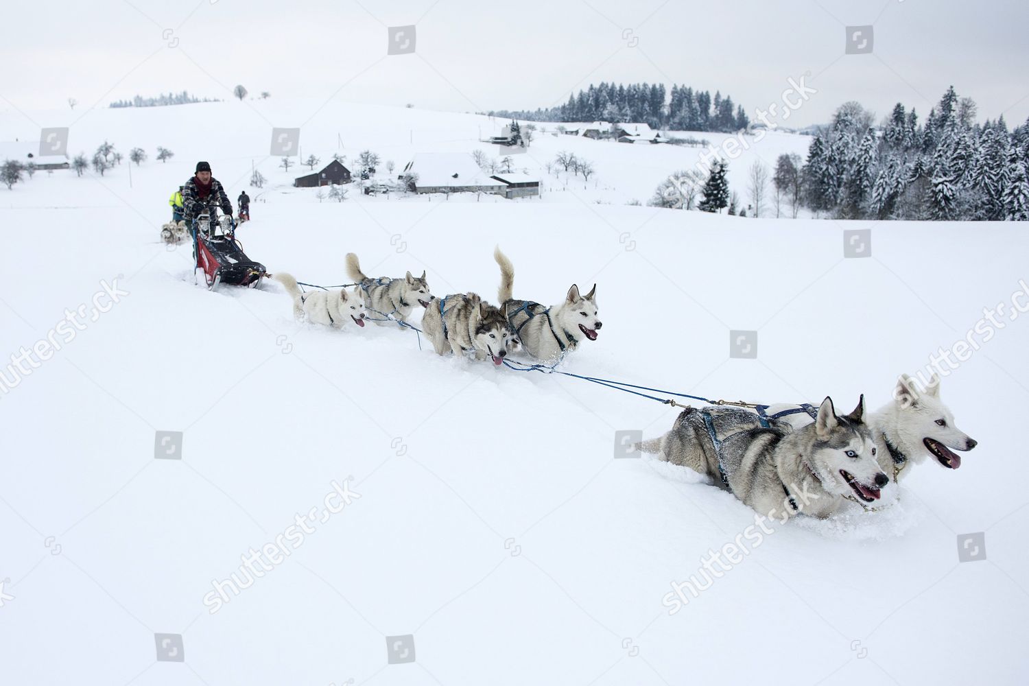 THREE DOG-SLED TEAMS SIBERIAN HUSKYS MAKE Editorial Stock Photo - Stock ...
