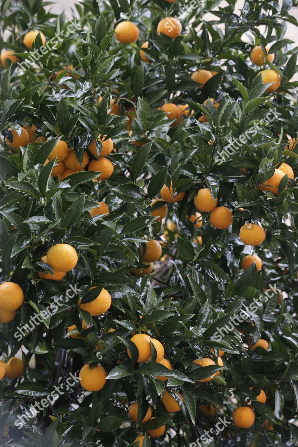 Mandarin Clementines Can Be Seen On Editorial Stock Photo - Stock Image ...