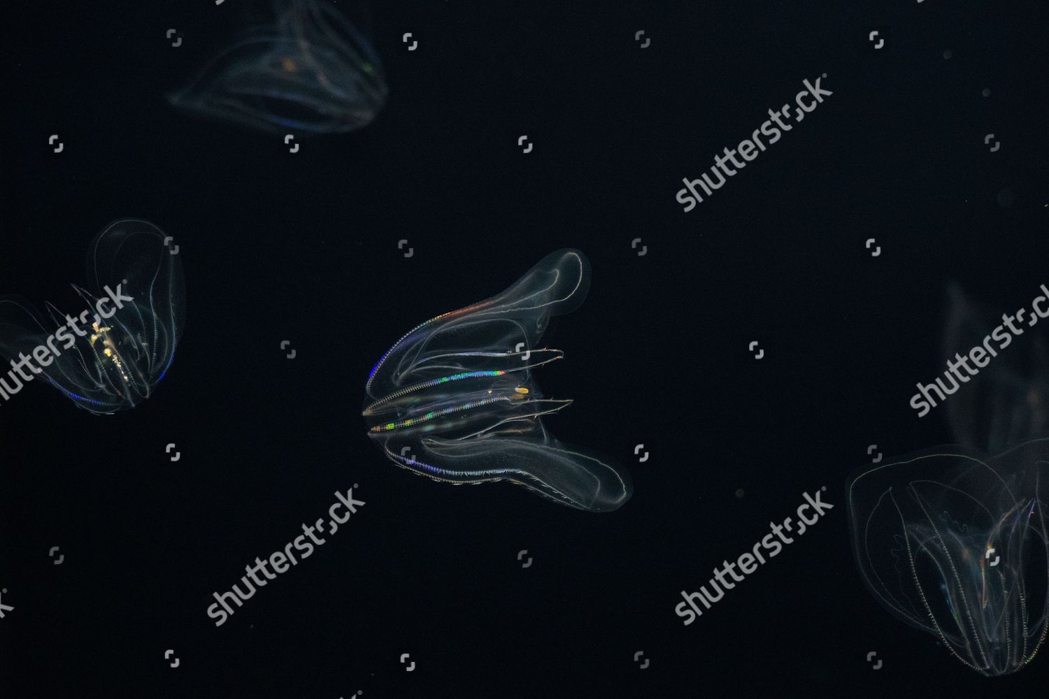Sea Walnuts Swim Aquarium Tiergarten Schoenbrunn Editorial Stock Photo ...