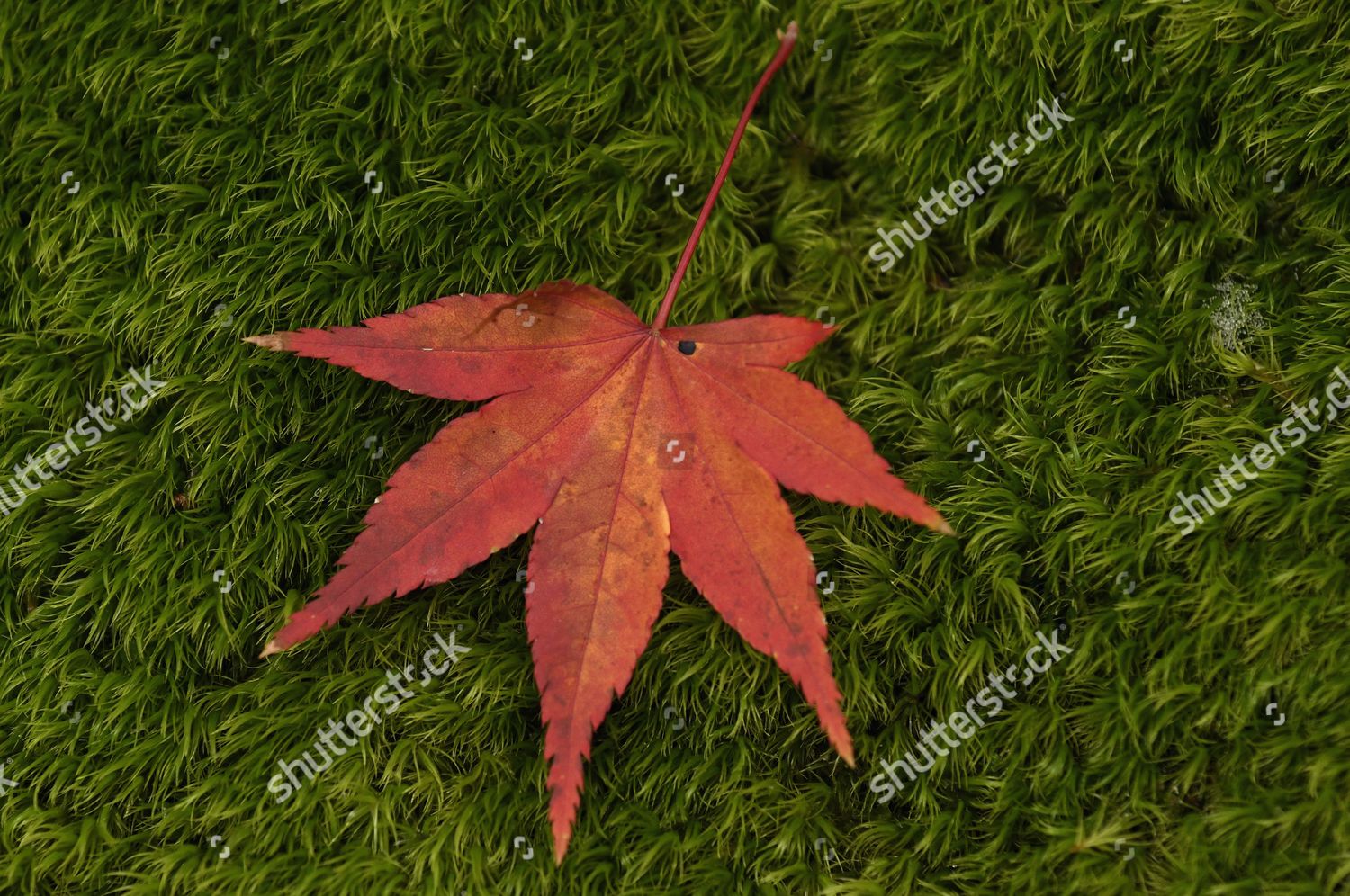 Momiji Japanese Maple Leaf Lays On Editorial Stock Photo - Stock Image | Shutterstock