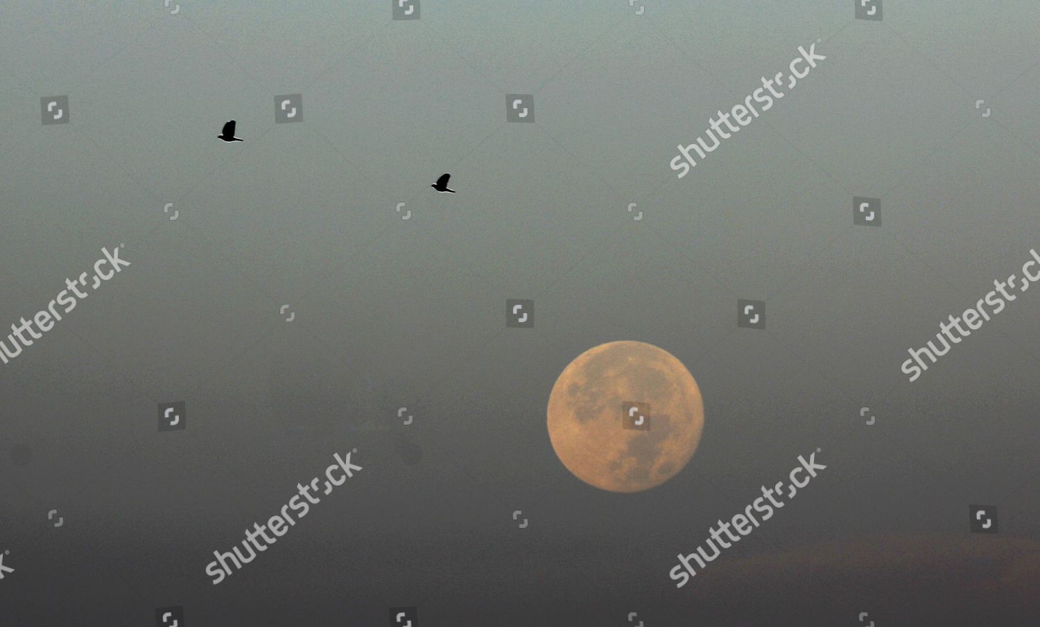 Birds Fly Past Full Moon West Editorial Stock Photo - Stock Image ...