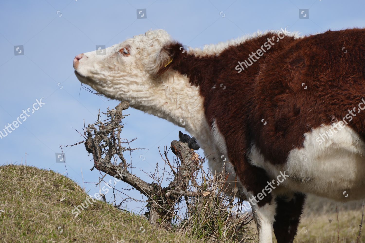 Cow Scratches On Gorse Stump Cold Editorial Stock Photo - Stock Image ...