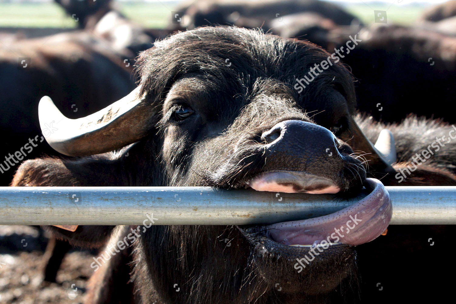 Buffalo Cow Pictured On Farm Capua Editorial Stock Photo - Stock Image ...