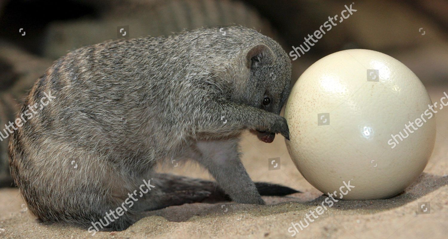 Banded Mongoose Tries Fish Mealworms Out Editorial Stock Photo - Stock ...