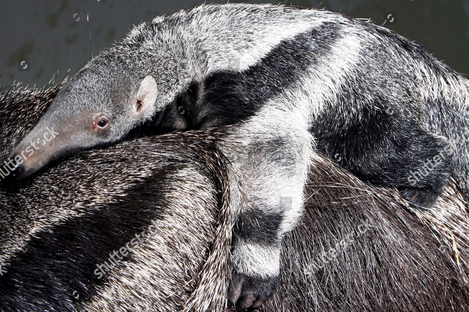 Offspring Anteater Claws Fur Mother Zoo Editorial Stock Photo - Stock ...