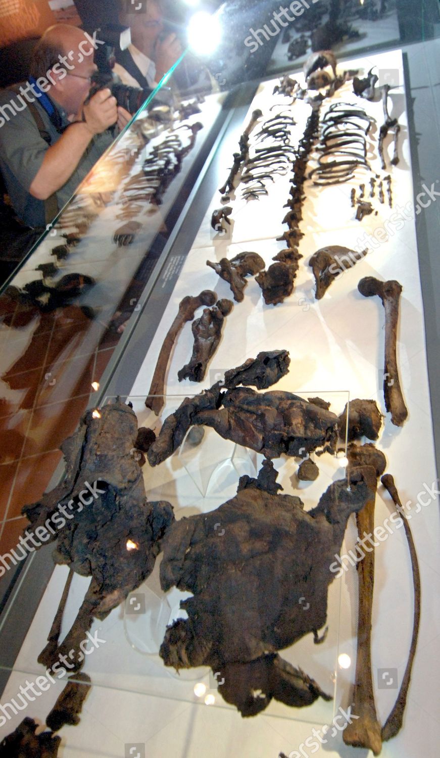 Picture Shows Complete Skeleton Bog Body Editorial Stock Photo - Stock ...