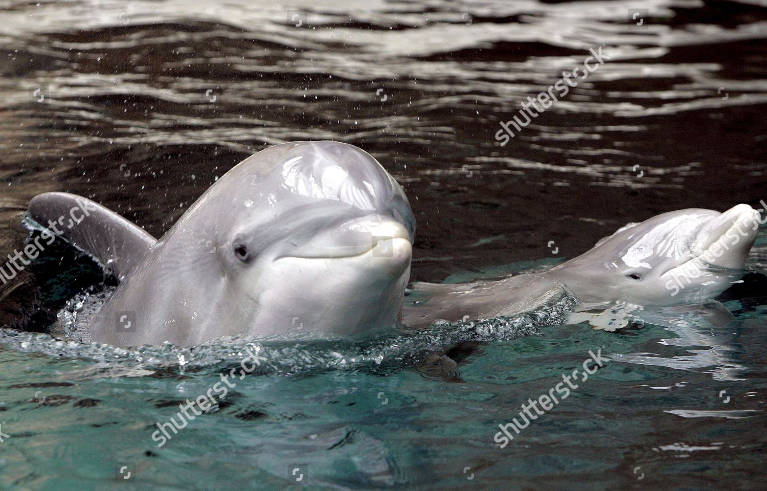 Dolphin Baby Dolly R Born On Editorial Stock Photo - Stock Image ...