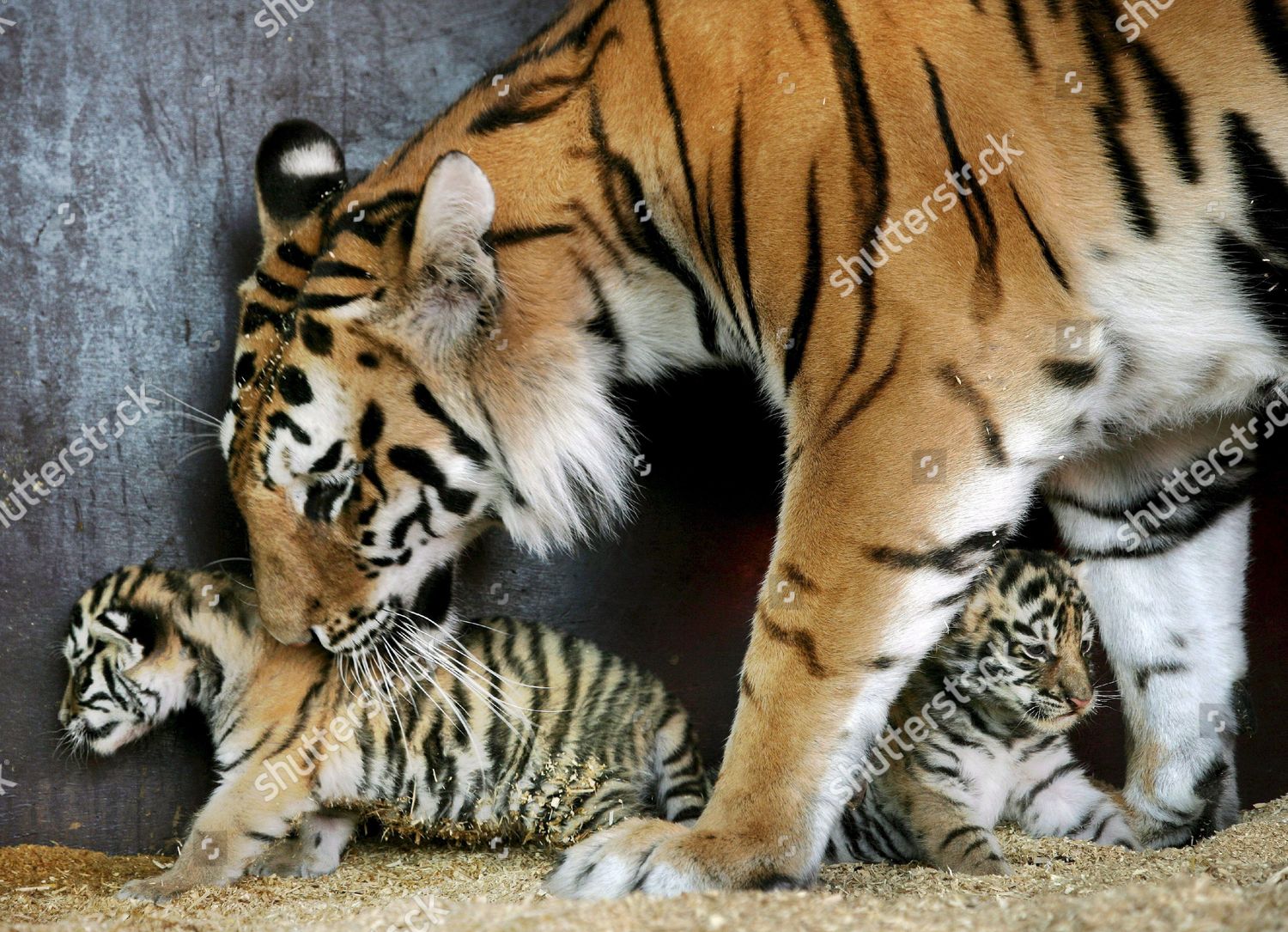 Six Yearold Tiger Rane Takes Care Editorial Stock Photo - Stock Image ...