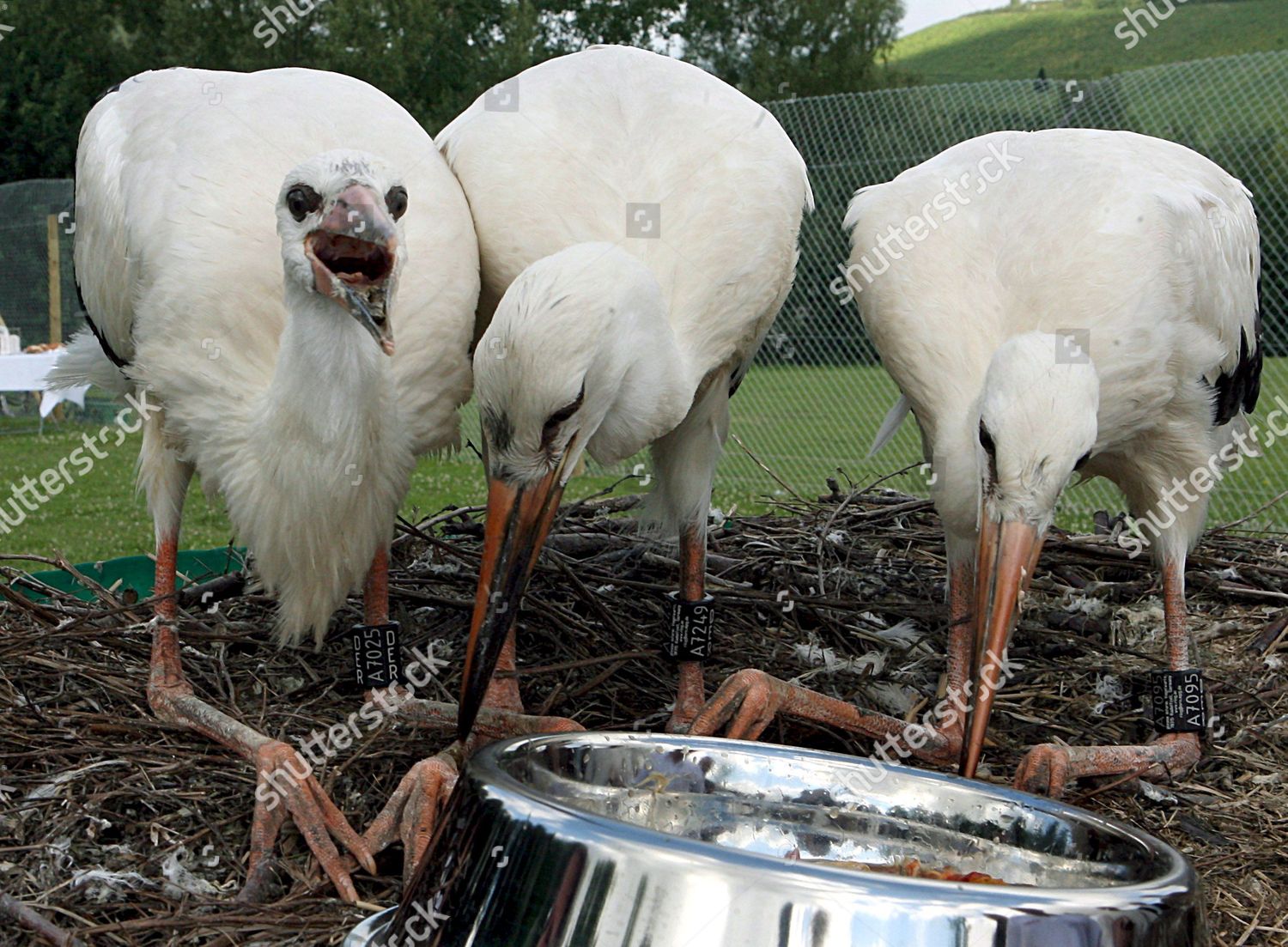 Three Young Storks Have Rings Attached Editorial Stock Photo - Stock ...