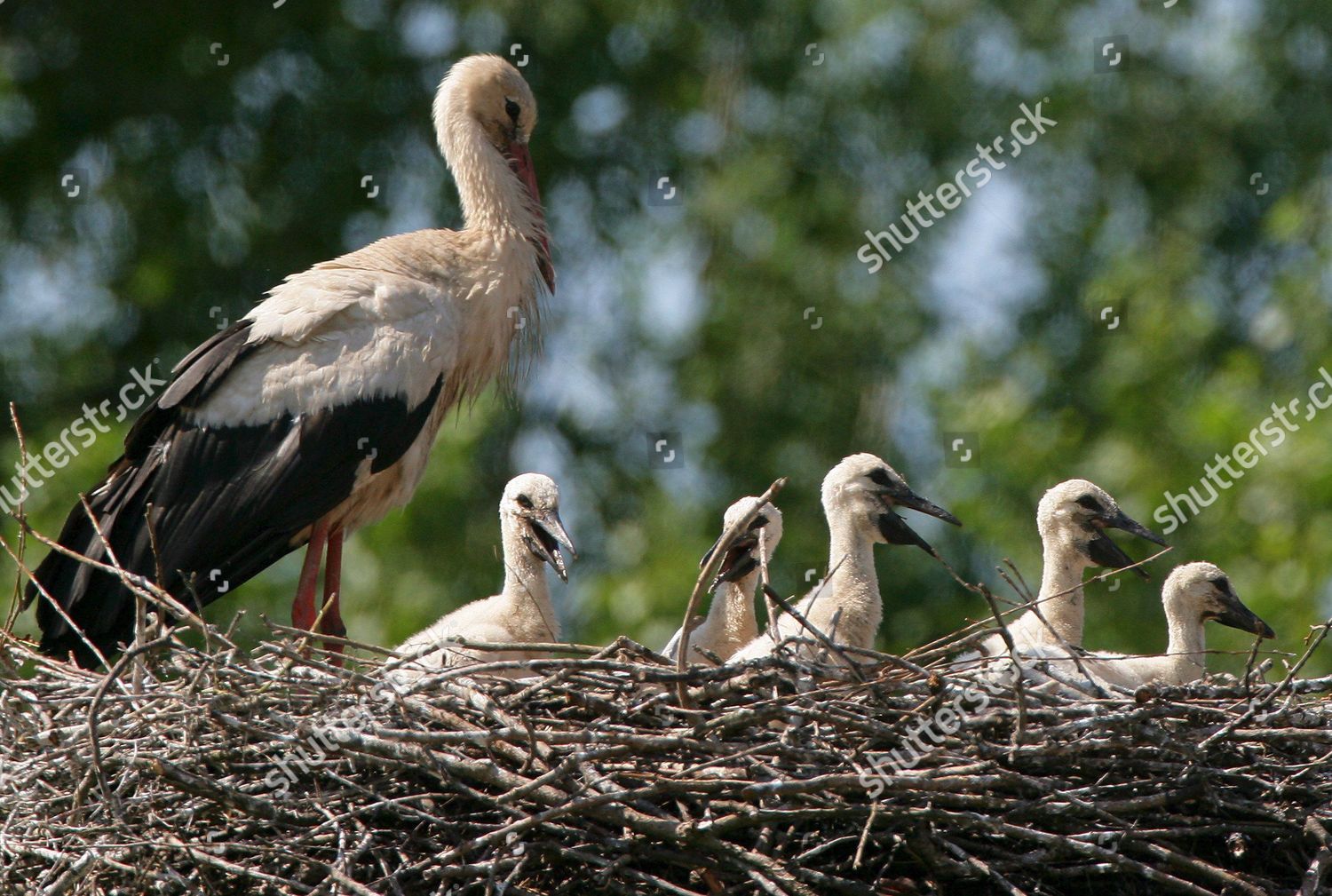 Stork Five Fledglings Rest Their Eyrie Editorial Stock Photo - Stock ...
