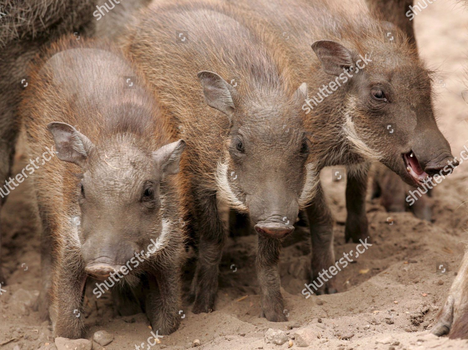 Three Young Warthogs Pictured Zoo Berlin Editorial Stock Photo - Stock ...