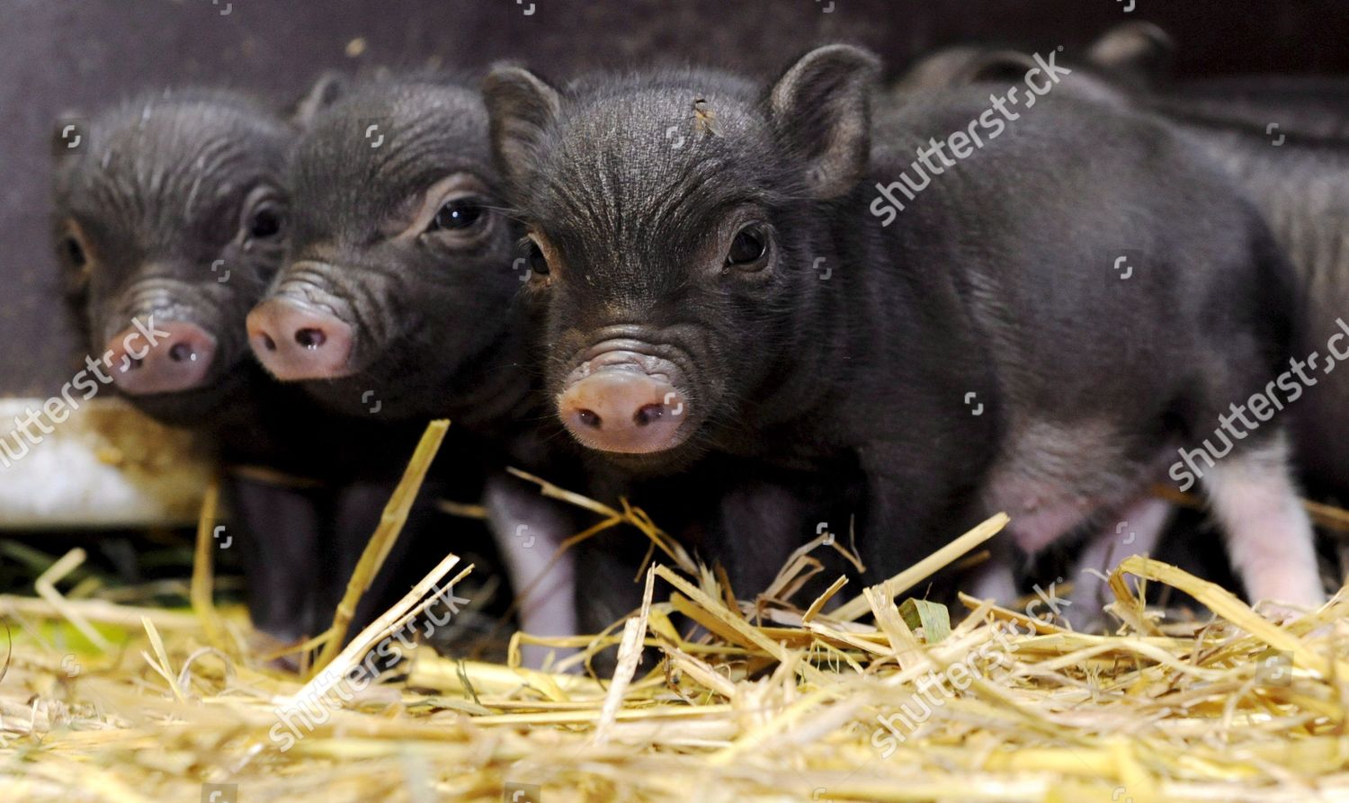 Picture Made Available 21 July 2008 Editorial Stock Photo - Stock Image ...