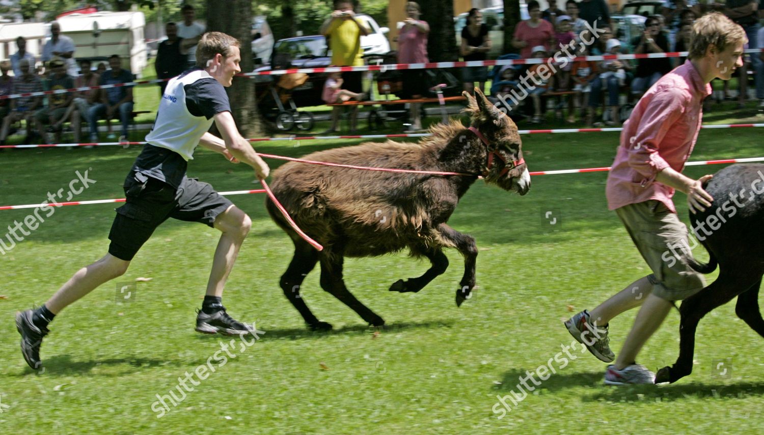 Donkey Their Owners Fight Victory Donkey Editorial Stock Photo - Stock ...