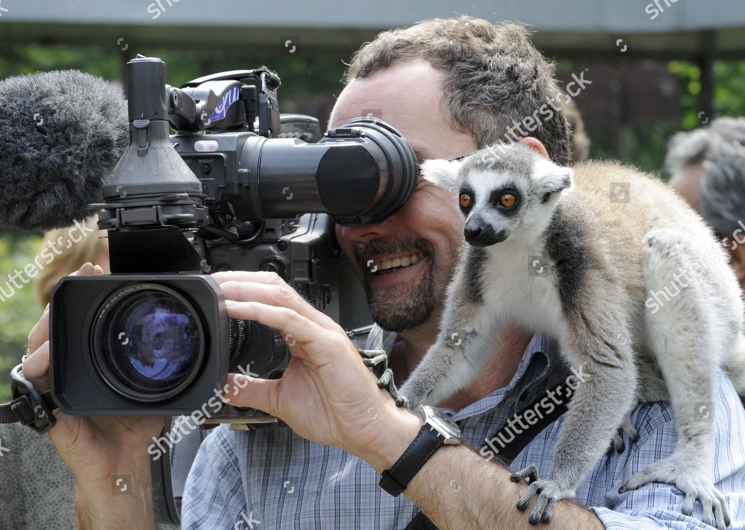 Ringtailed Lemur Sits On Cameramans Shoulder Editorial Stock Photo ...