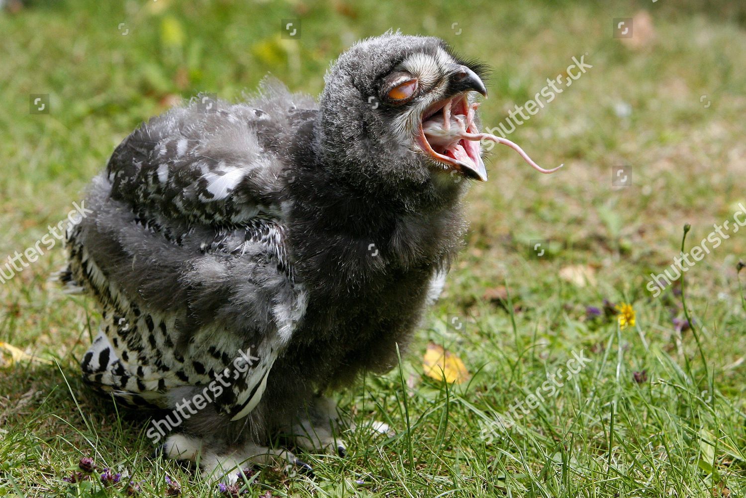 One Four Snowy Owl Hatchlings Swallows Editorial Stock Photo - Stock ...