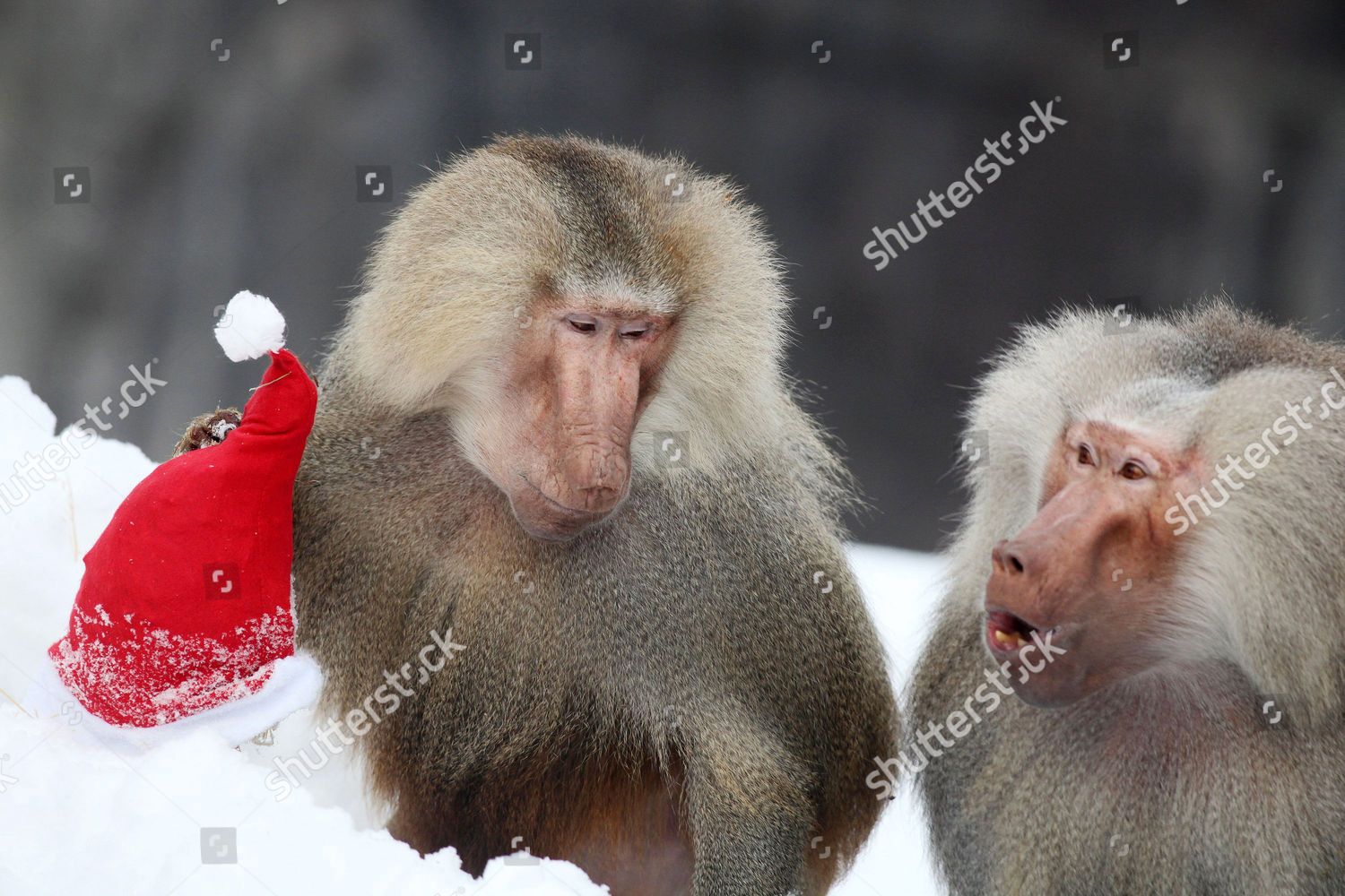 Two Hamadryas Baboons Play Santa Claus Editorial Stock Photo - Stock ...