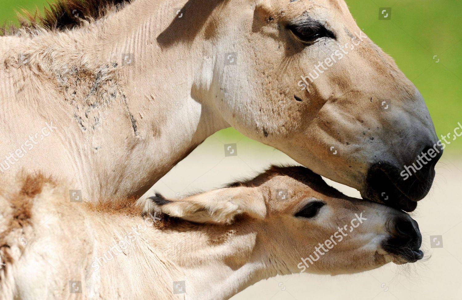 Onager Foal Mother Pictured Hagenbeck Zoo Editorial Stock Photo - Stock ...