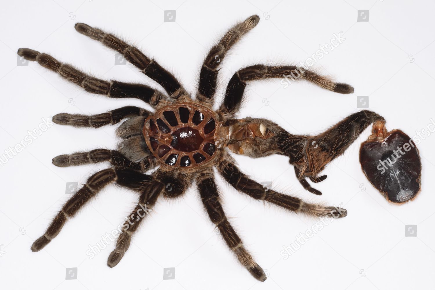 Shed Empty Tarantula Skin After Moulting Editorial Stock Photo - Stock ...