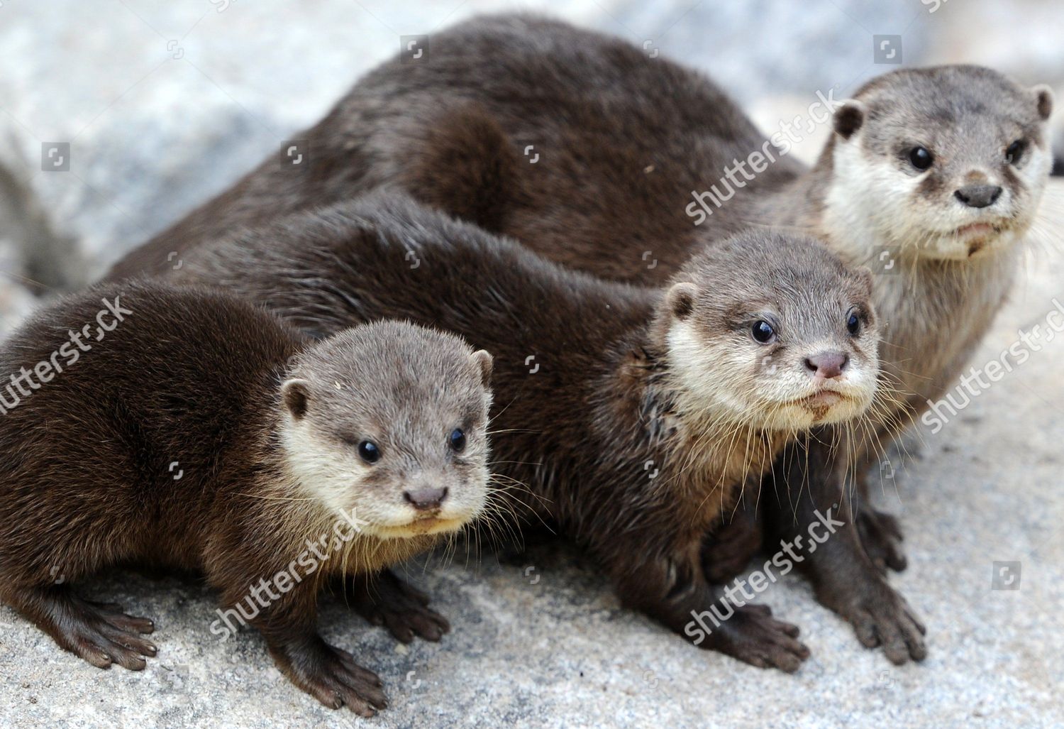 Oriental Smallclawed Otter R His Offspring Editorial Stock Photo ...