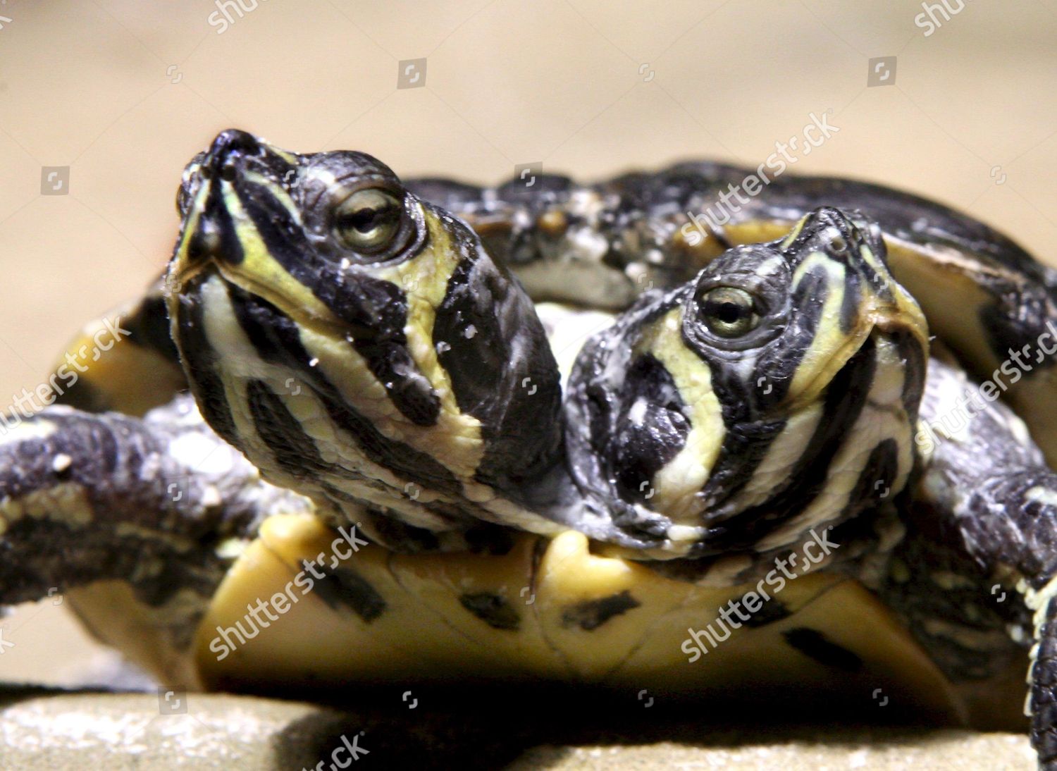 Twoheaded Turtle Tom L Jerry R Editorial Stock Photo - Stock Image ...
