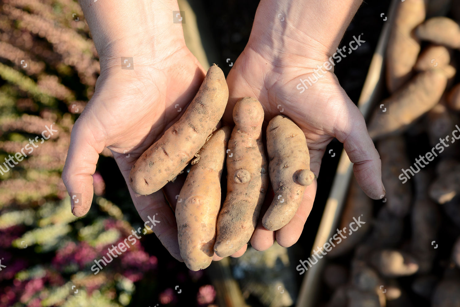 Gardener Holds Potatos Bamberg Potato Variety Editorial Stock Photo ...