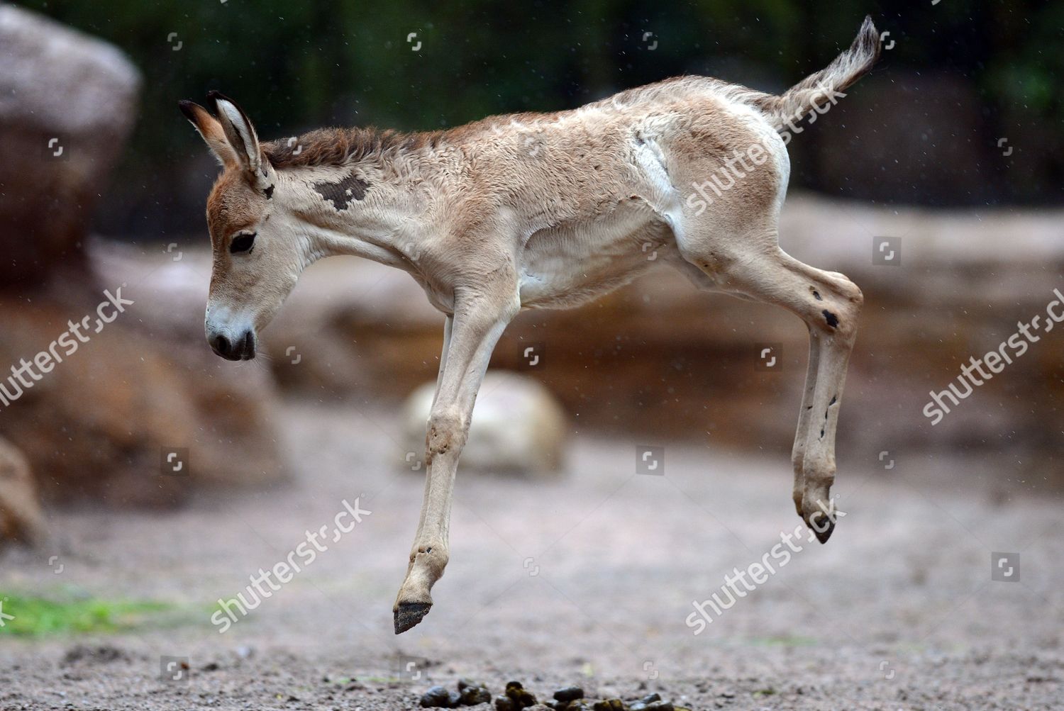 Onager Equus Hemionus Foal Jumps Along Editorial Stock Photo - Stock ...