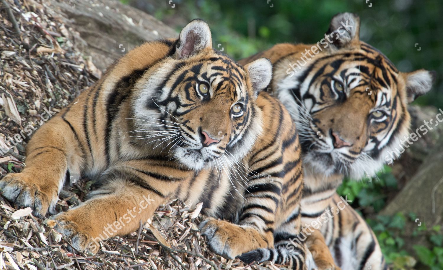 Two Tigers Doze Their Openair Enclosure Editorial Stock Photo - Stock ...