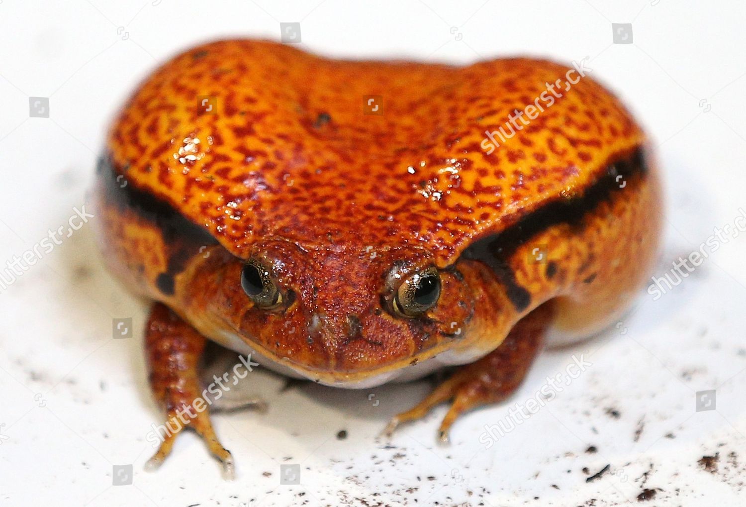 Tomato Frog Dyscophus Antongilii Puffed Scare Editorial Stock Photo ...