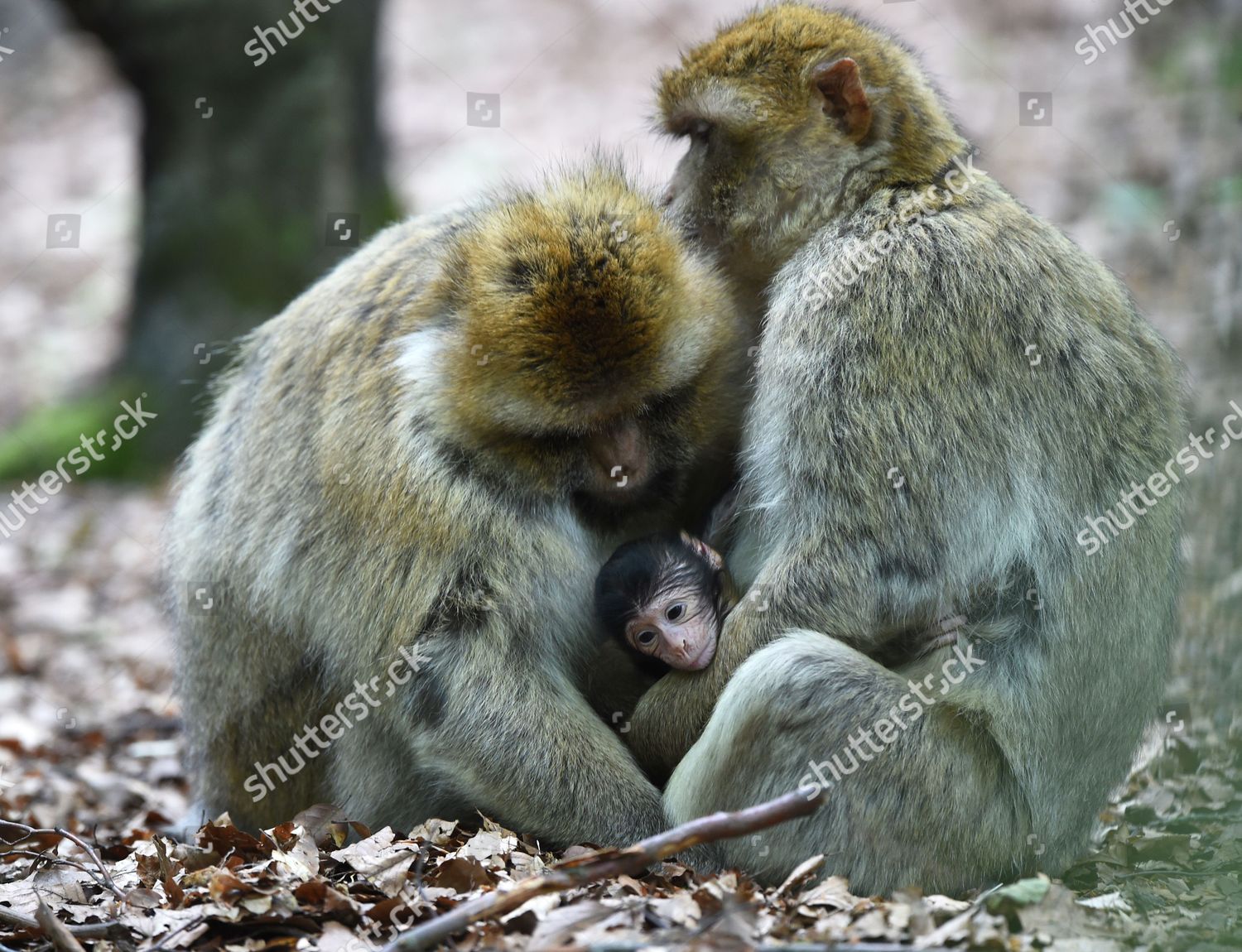 Twodayold Barbary Ape Sits Between Mother Editorial Stock Photo - Stock ...
