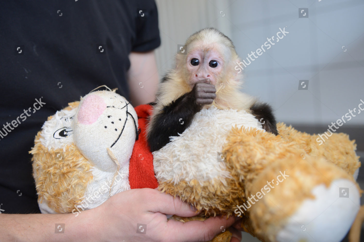 Monkey Mally Belonging Canadian Singer Justin Editorial Stock Photo ...
