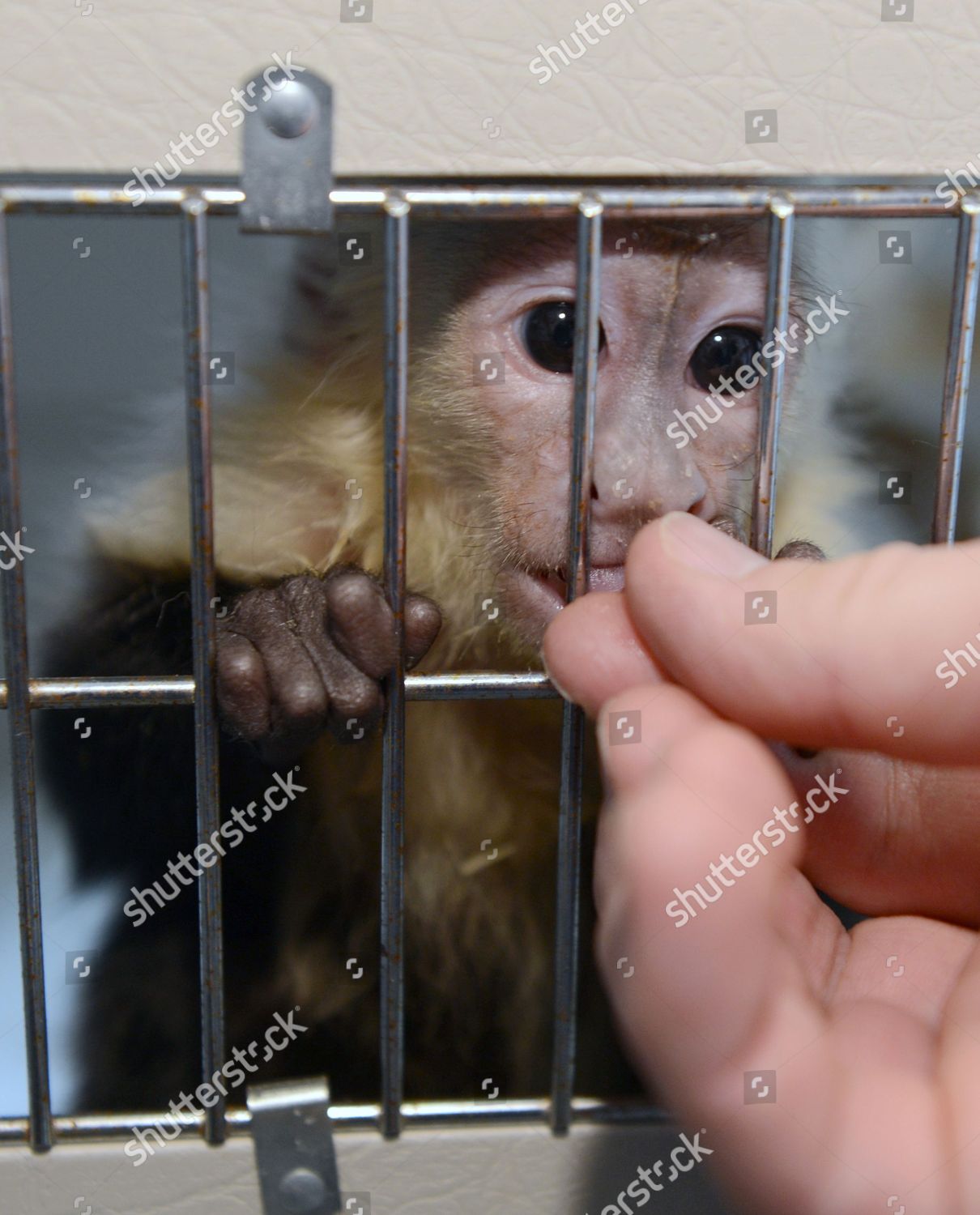 Monkey Mally Belonging Canadian Singer Justin Editorial Stock Photo ...