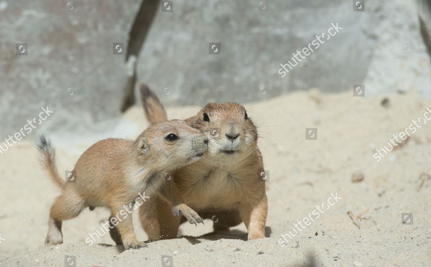 Prairie Dog Offspring Parent Animal Seen Editorial Stock Photo - Stock ...