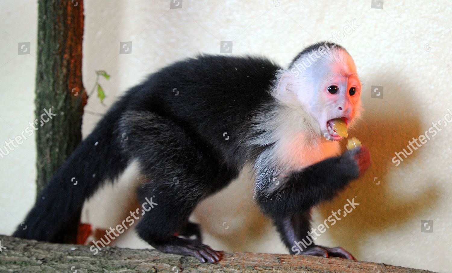 Capuchin Monkey Mally Formerly Owned By Editorial Stock Photo - Stock ...