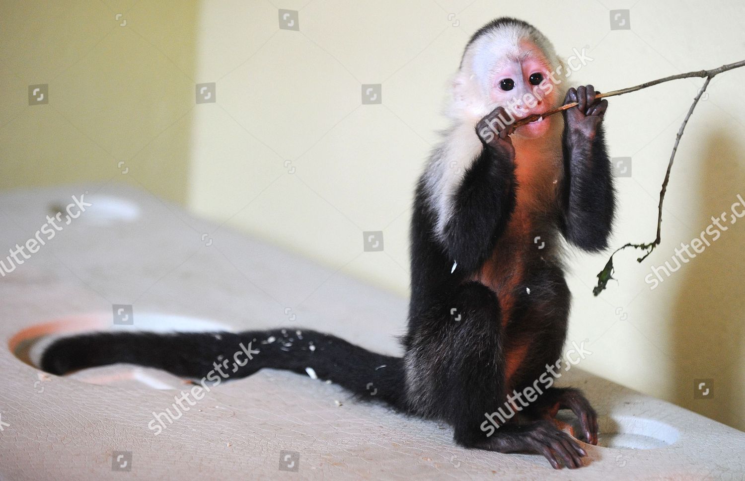 Capuchin Monkey Mally Formerly Owned By Editorial Stock Photo - Stock ...