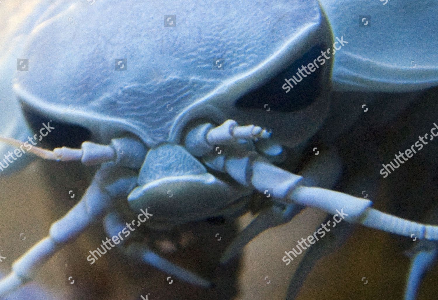 Deep Water Giant Isopod Bathynomus Giganteus Editorial Stock Photo ...