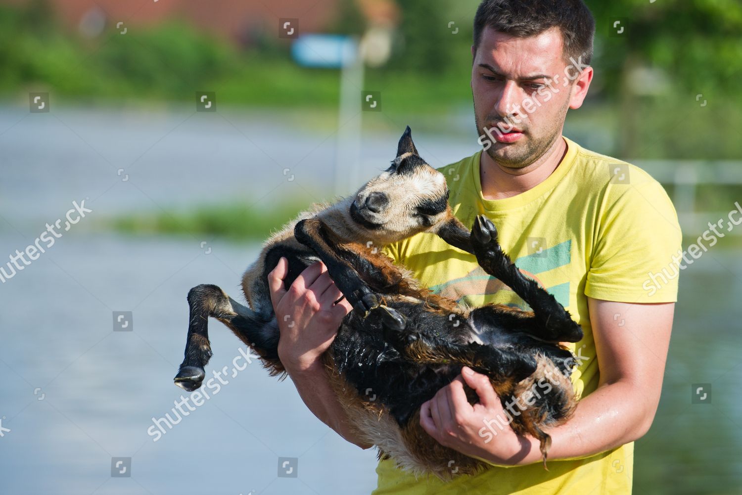 Volunteer Takes Sheep Safety Which Trapped Editorial Stock Photo ...
