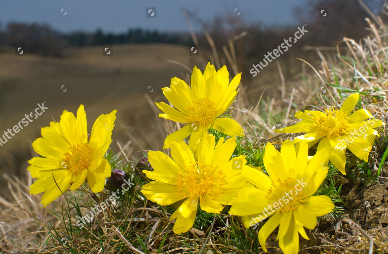 Adonis Flowers Bloom On Meadow Oderbruch Editorial Stock Photo - Stock ...