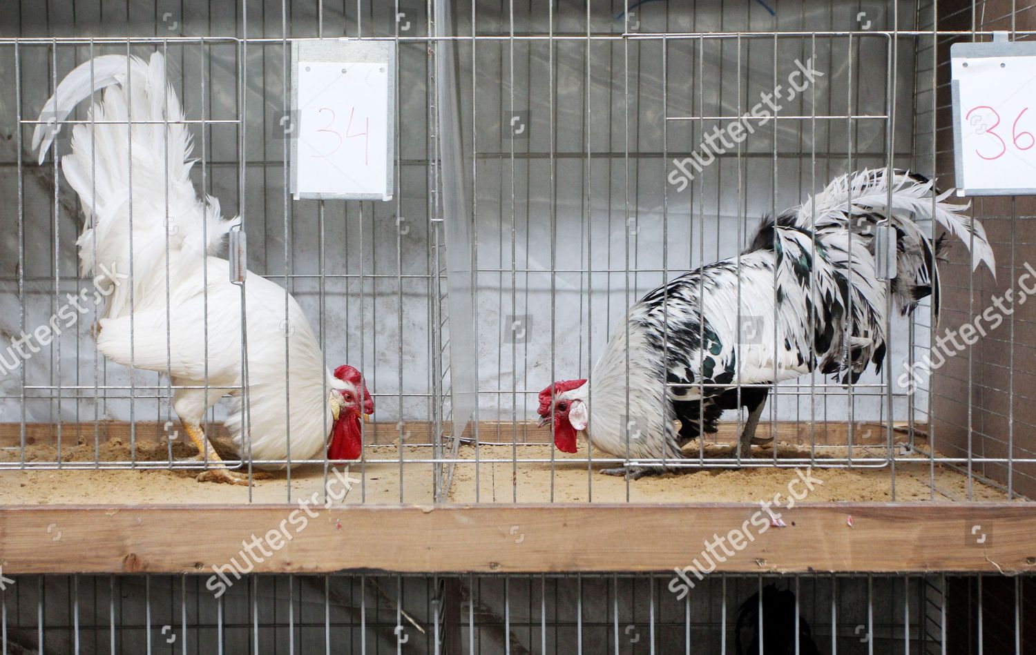 Roosters Sit Cages During 10th Rooster Editorial Stock Photo - Stock ...