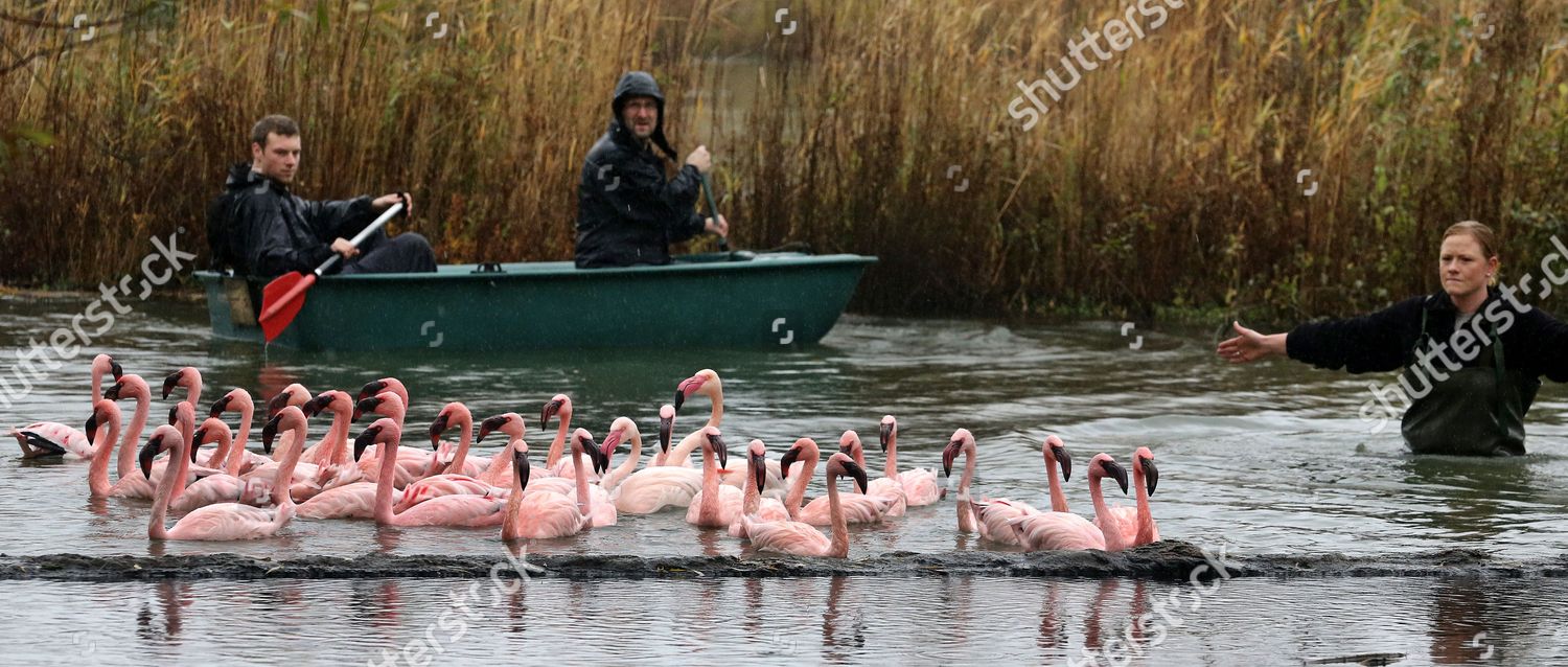 Animal Keepers Round Greater Lesser Flamingos Editorial Stock Photo ...