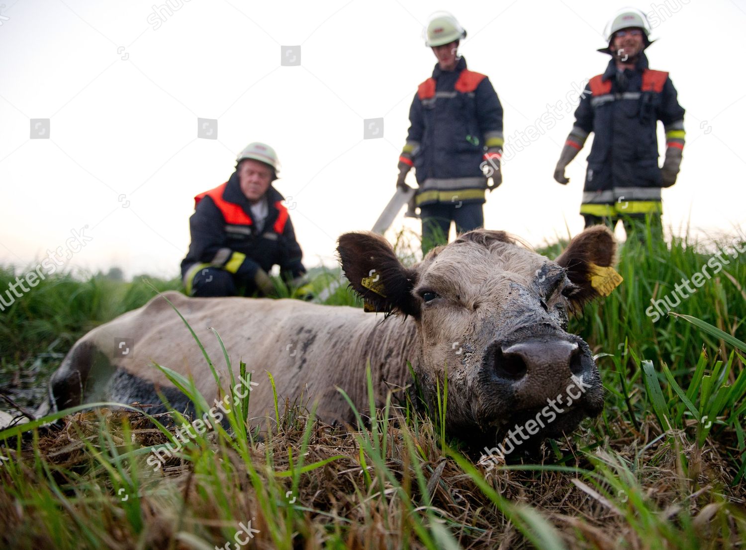 Cow Stuck Ditch Billwerder Hamburg Germany Editorial Stock Photo ...