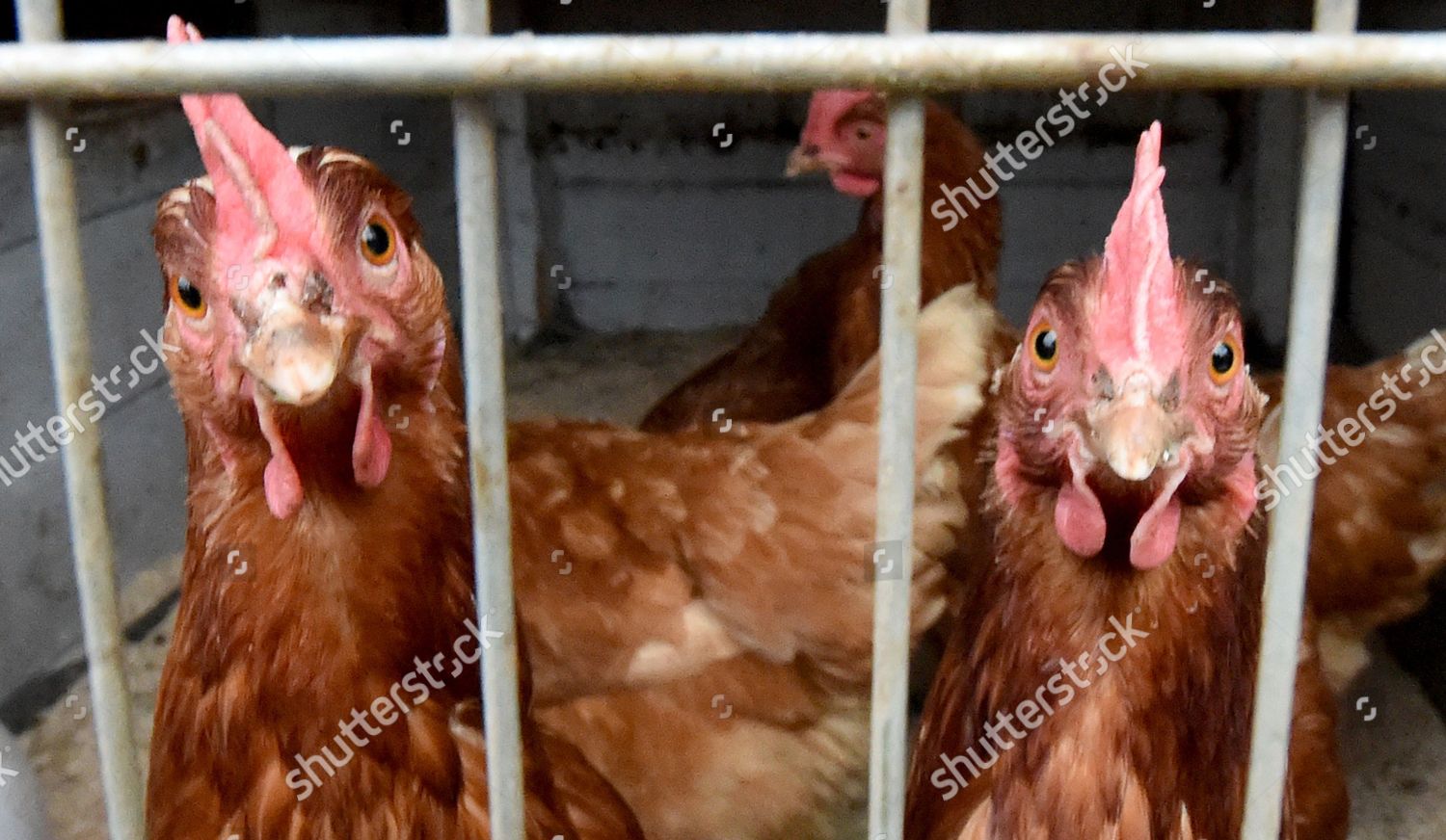 Chicken Loock Through Bars Their Locked Editorial Stock Photo - Stock ...