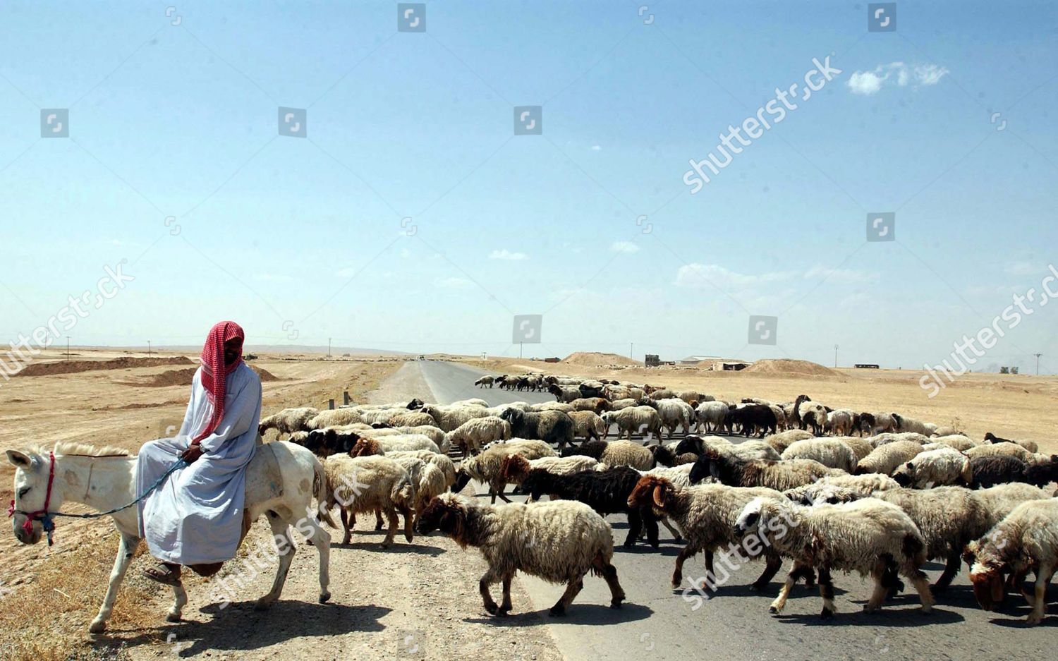 Iraqi Shepherd Leads His Sheeps Across Editorial Stock Photo - Stock ...