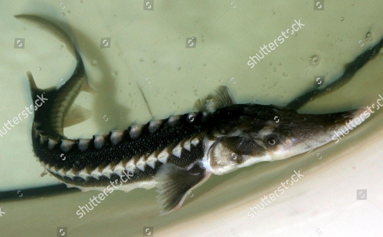 Rare Starry Sturgeon Seen Multimar Wattforum Editorial Stock Photo ...