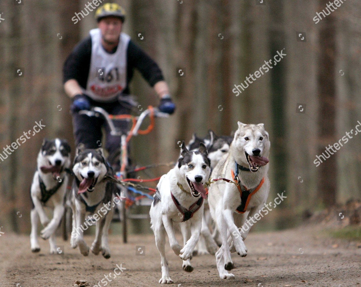 Participant Sledge Dogs World Championship His Editorial Stock Photo ...